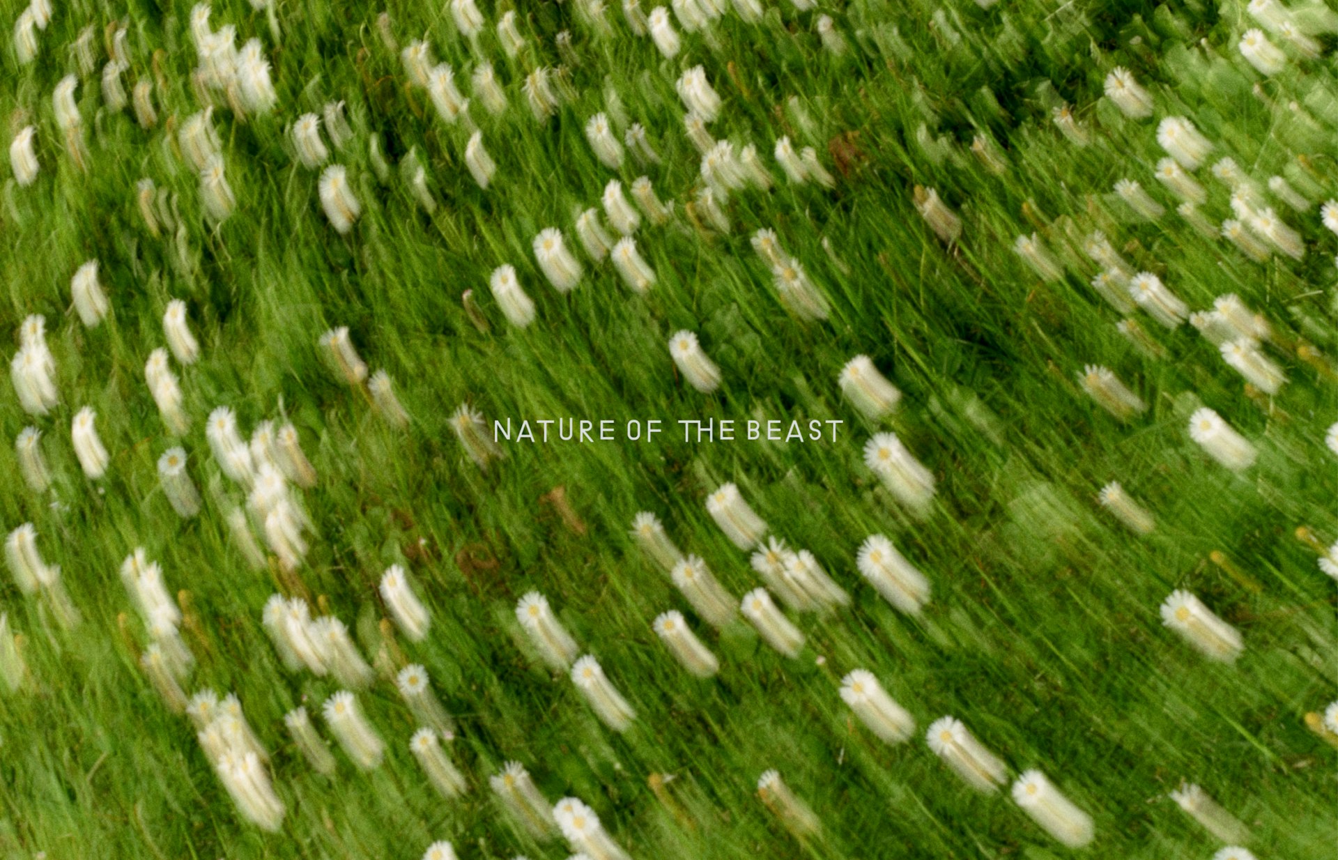 MORE Studio, Melbourne